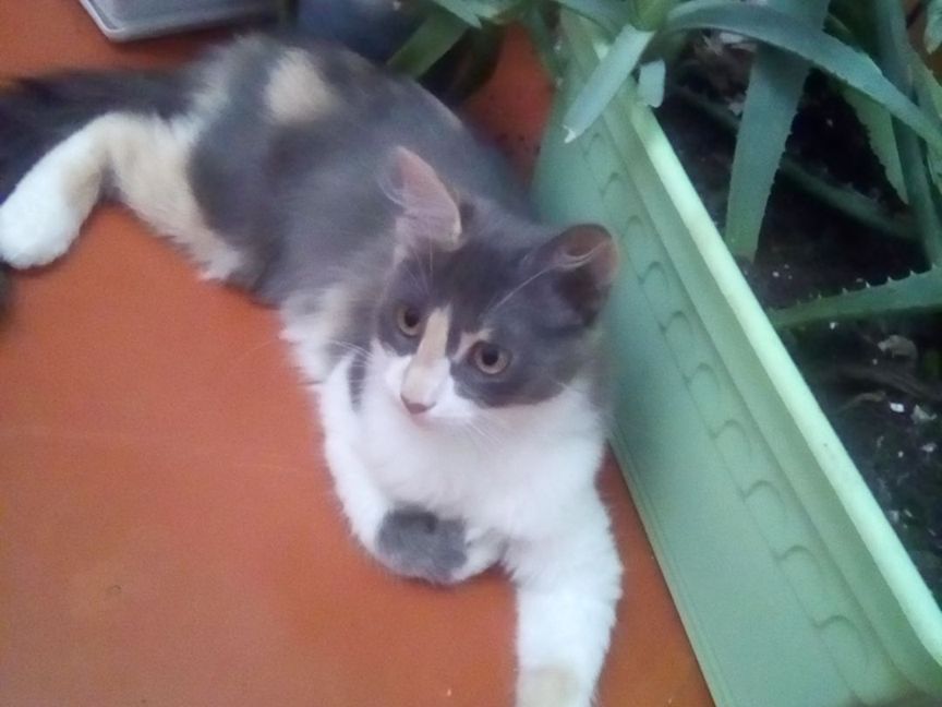 Котенок девочка красивая трёхцветная 3,5 месяца