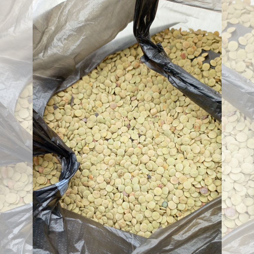 Чечевица зеленая