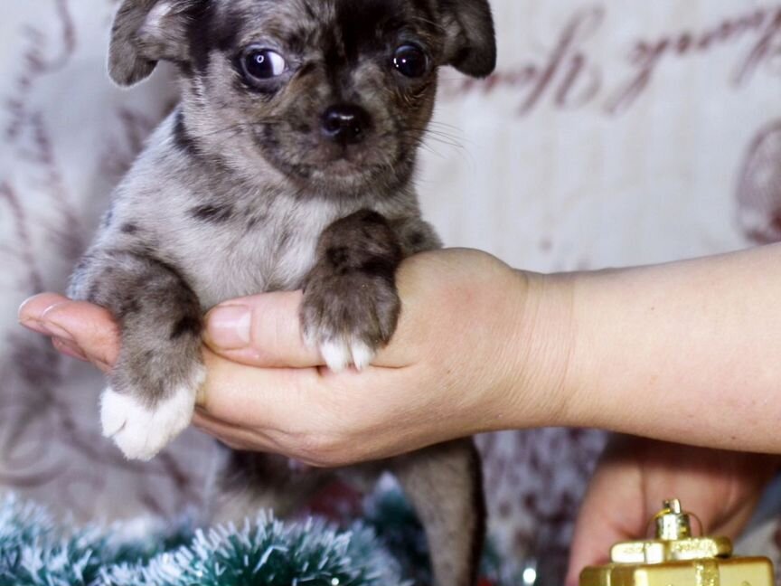 Чихуахуа щенок