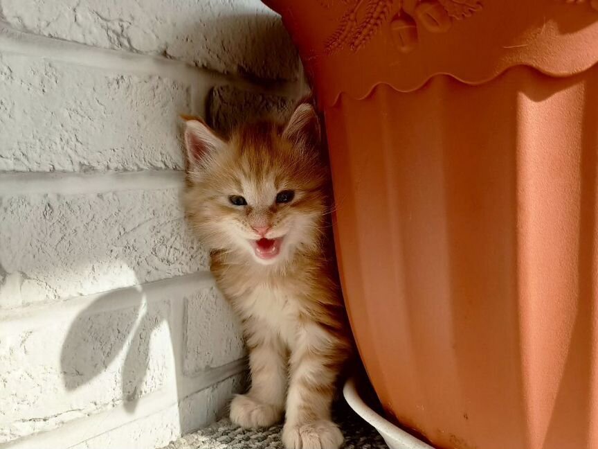 Котята Мейн-кун