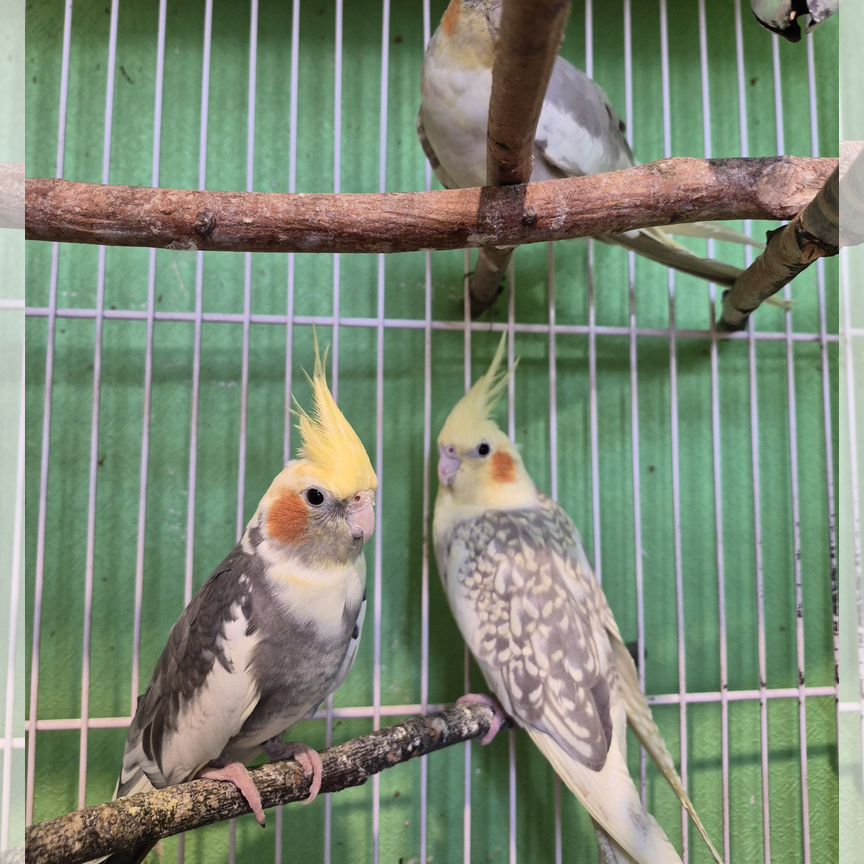 Попугаи корелла пара и птенец