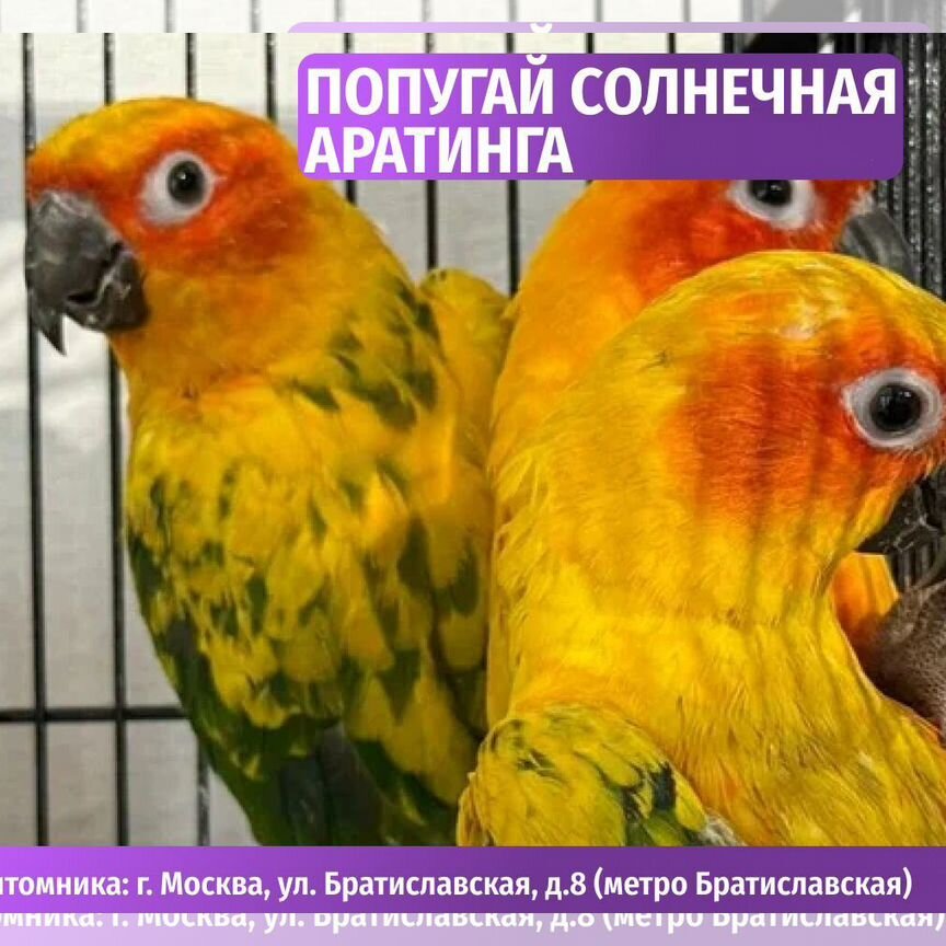 Попугай аратинга