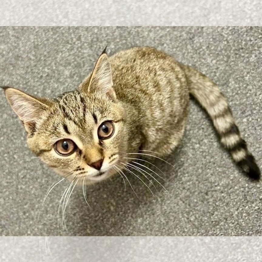 Европейский короткошёрстный котёнок