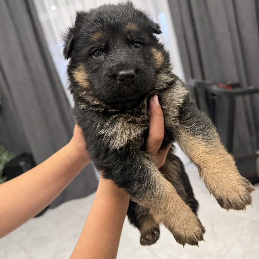 Немецкая овчарка, щенок