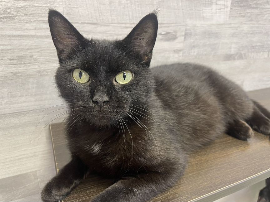 Черная кошка