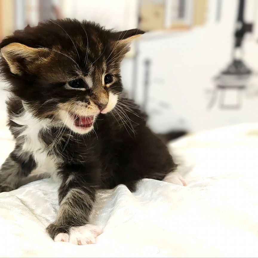Котята мейн-кун из питомника