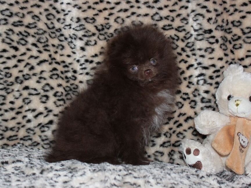 Шпиц девочка шоколадная