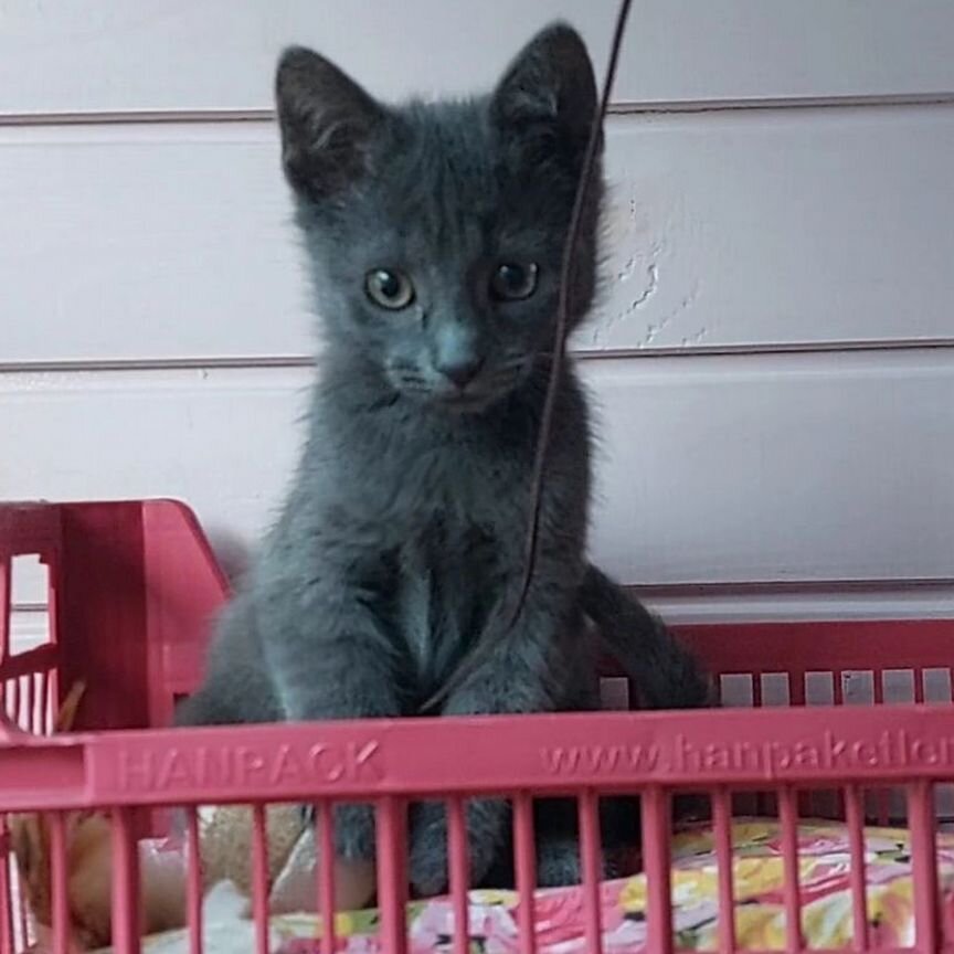 Русский голубой котёнок
