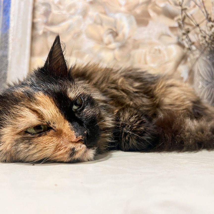 Кошечка в добрые руки