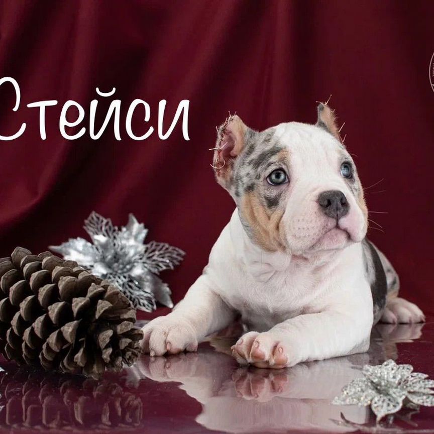 Щенок Американский Булли