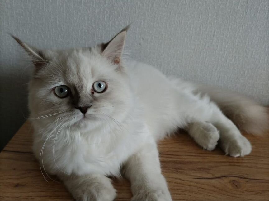 Кошка британская 4 мес