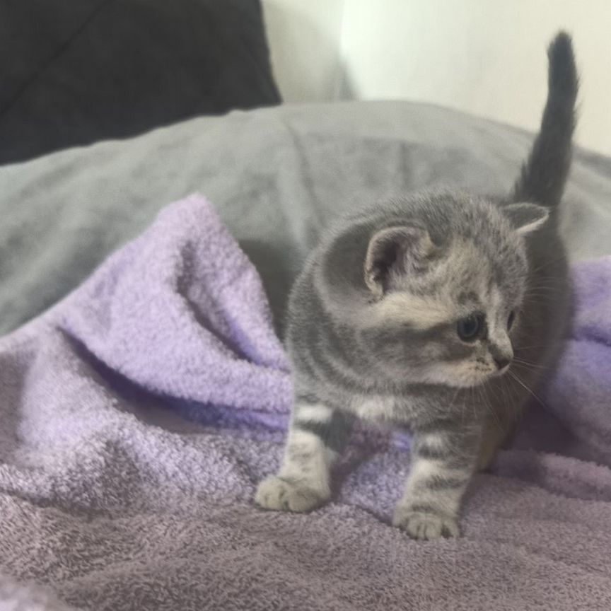 Шотландский вислоухий короткошёрстный котёнок