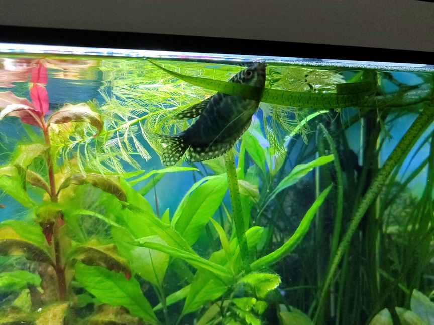 Гурами мраморный