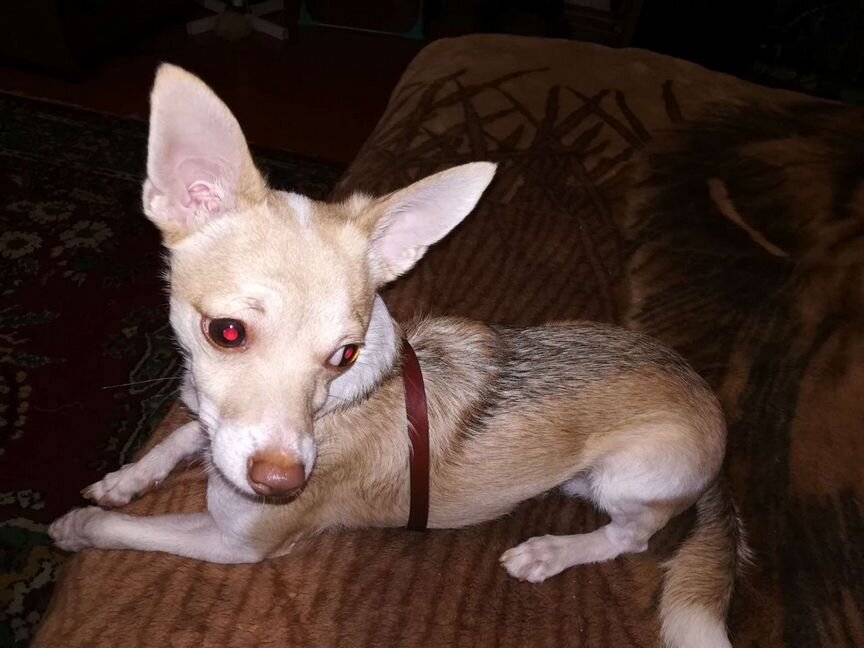 Мальчик на вязку