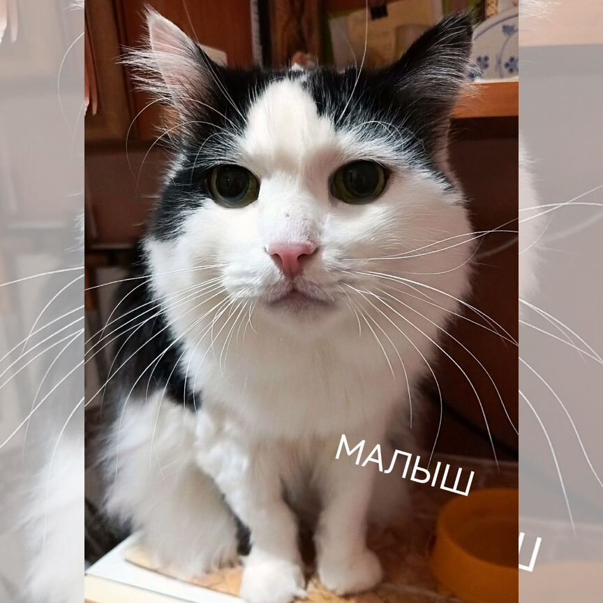 Котик Малыш ищет дом (хозяйка серьёзно заболела)