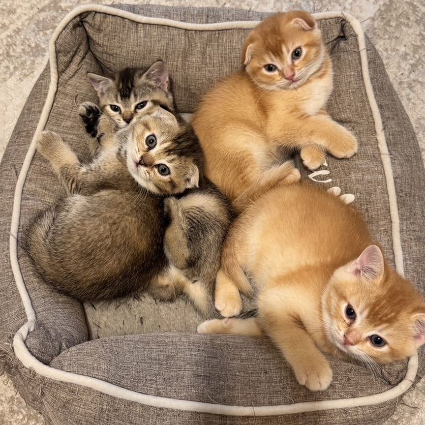 Шотландский вислоухий короткошёрстный котёнок