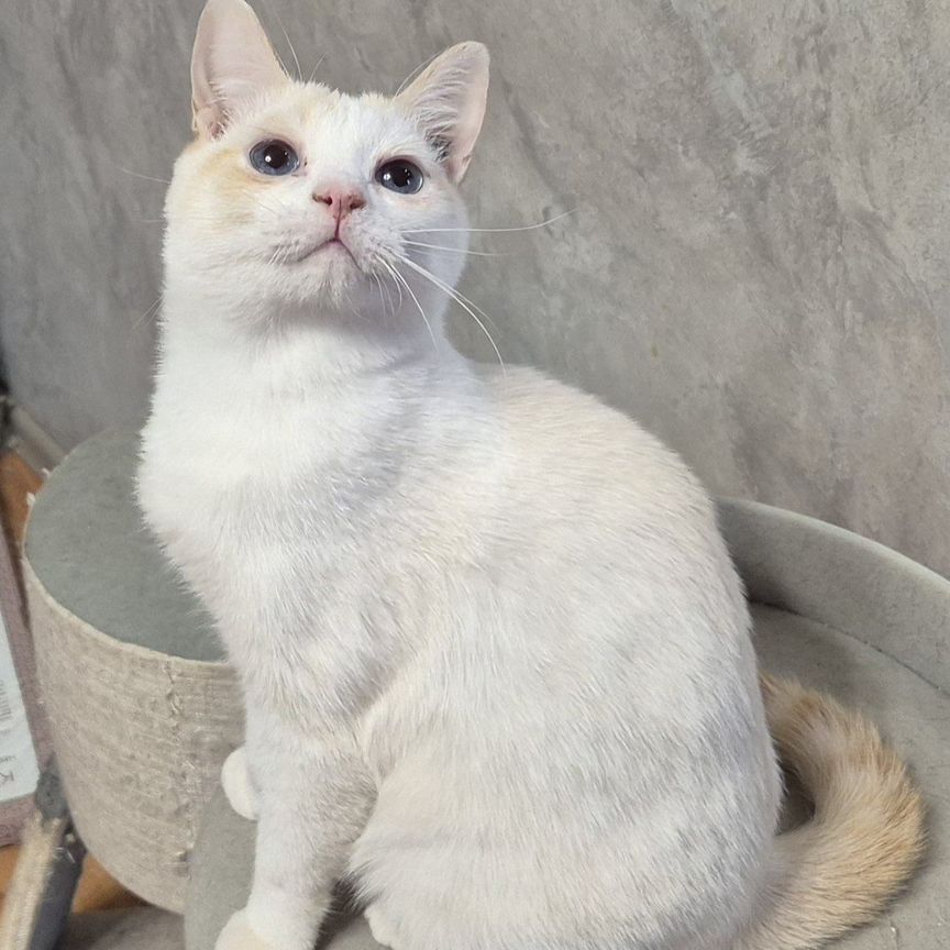 Миниатюрный котик, окрас крем пойнт