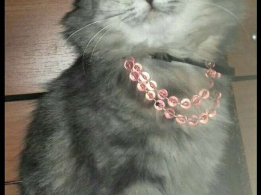 Бронь котят от Сибирской кошки