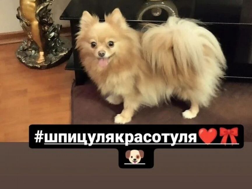 Померанский шпиц, девочка