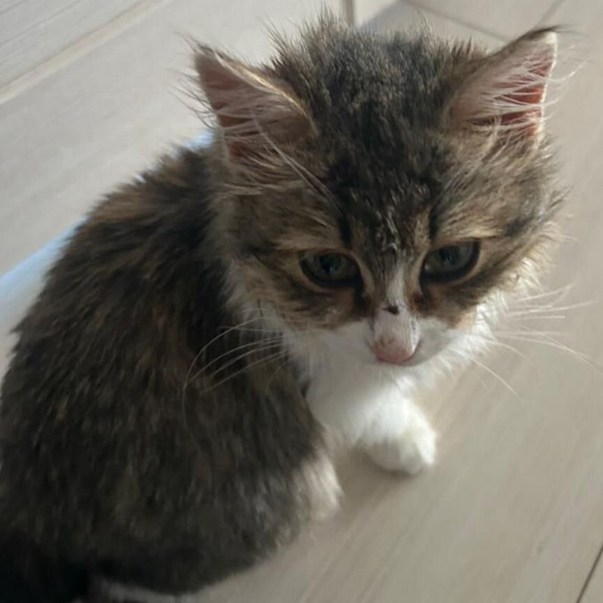 Котёнок в добрые руки