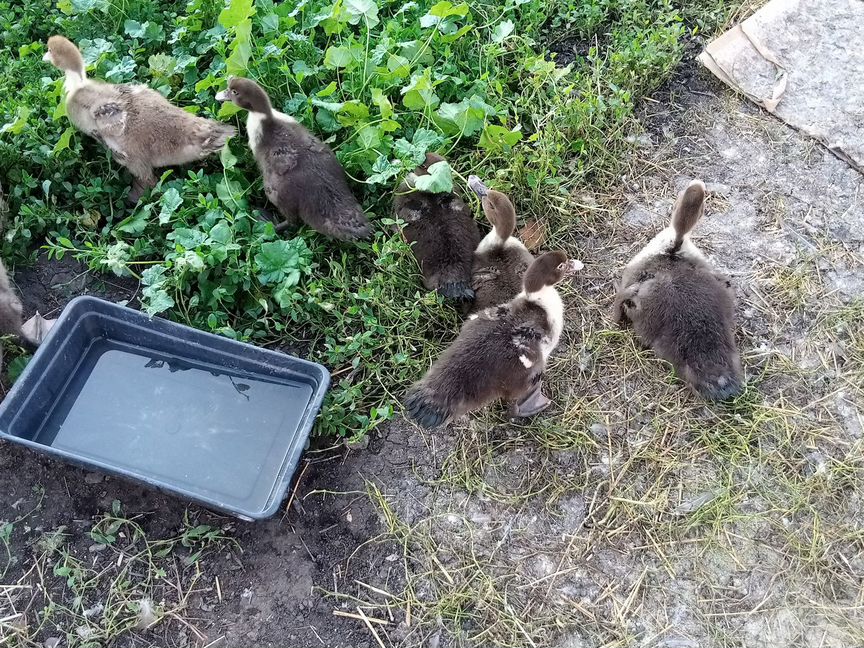 Индоутята возраст 1 месяц