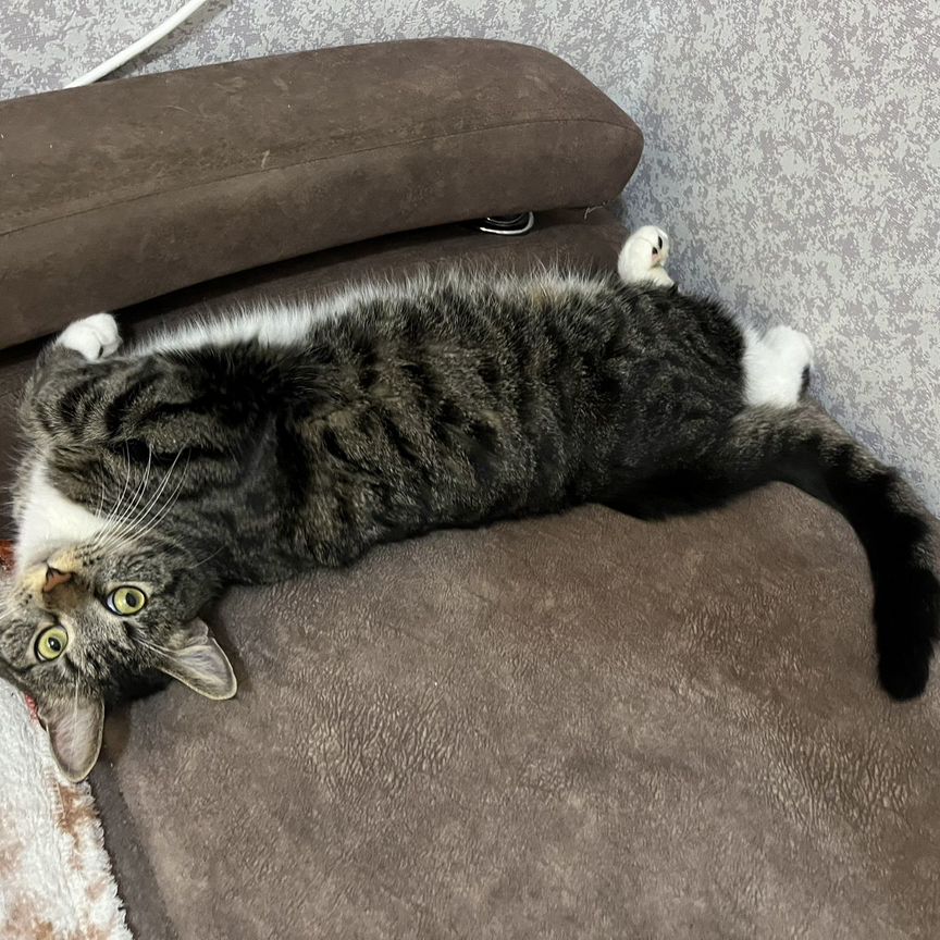 Кошка в дар