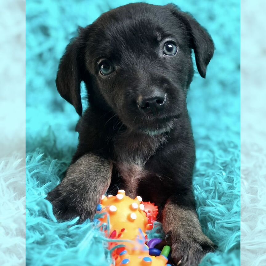 Щенок в добрые руки