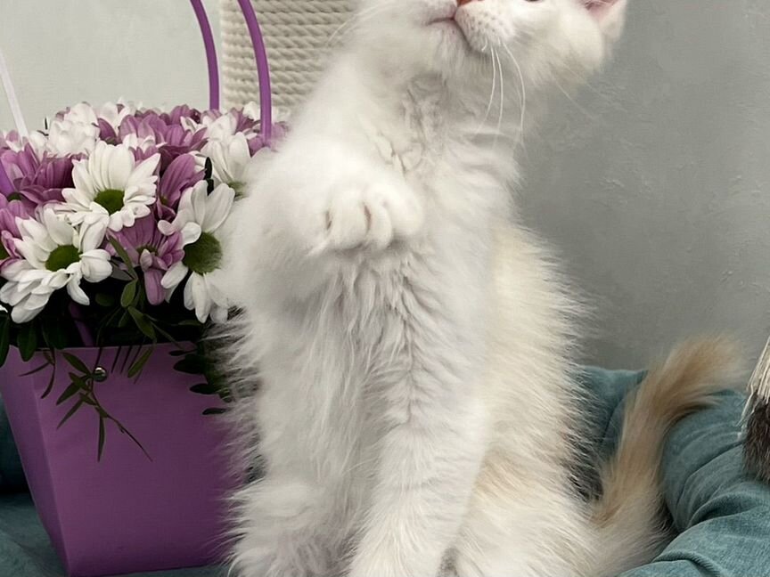 Котенок (котик) мейнкун