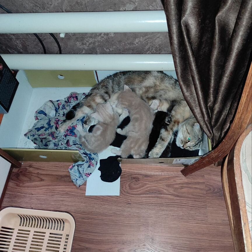 Шотландские вислоухие котята