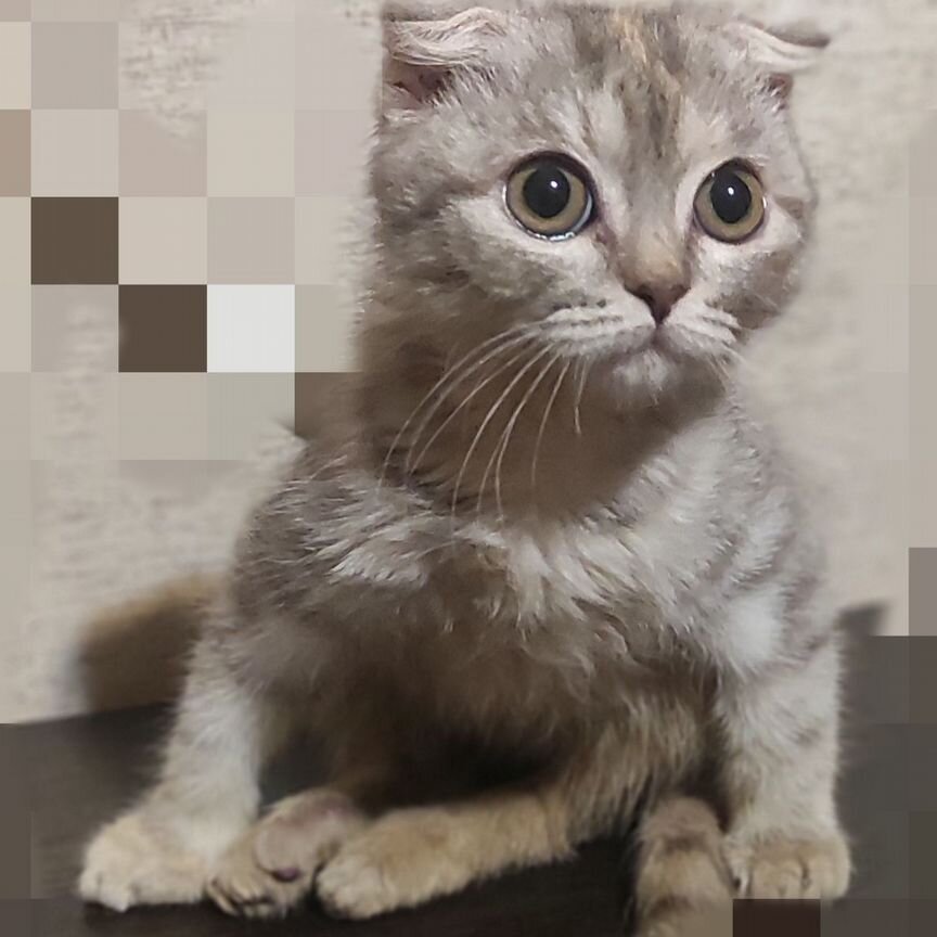 Шотландский вислоухий короткошёрстный котёнок
