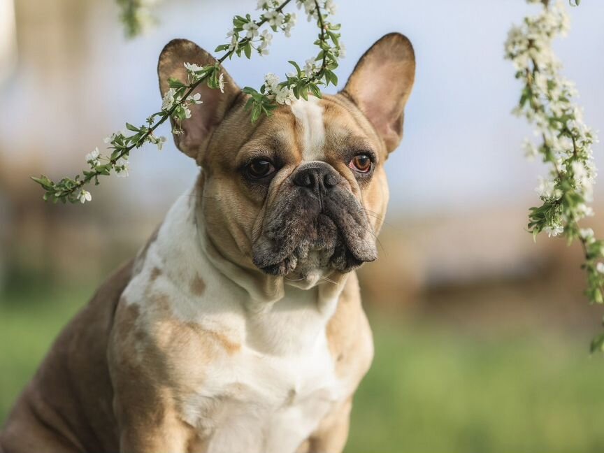 Французский бульдог вязка