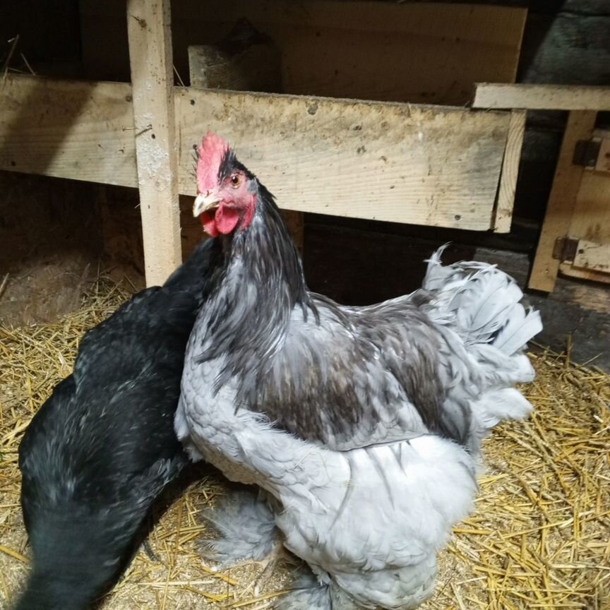 Продам петухов 8 мес