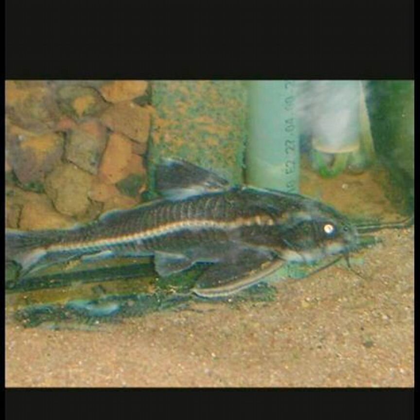 Аквариумные сомы