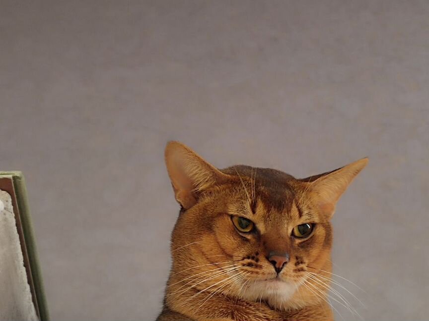 Абиссинский кот вязка
