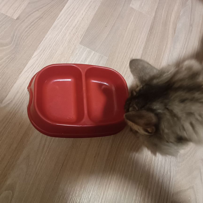 Миска для кошек