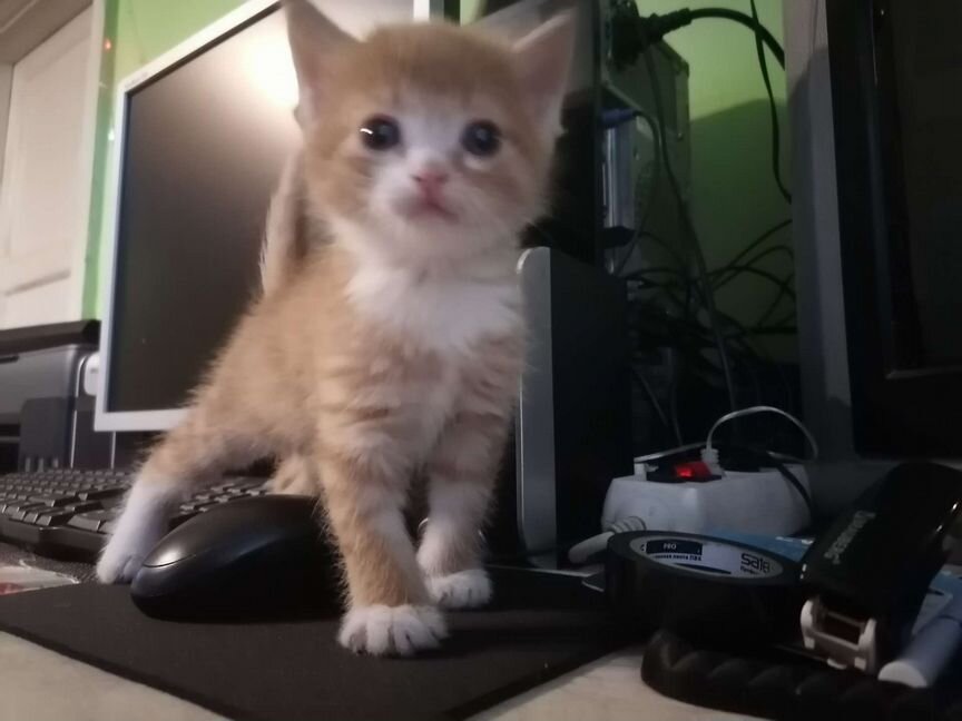 Котята рыженькие