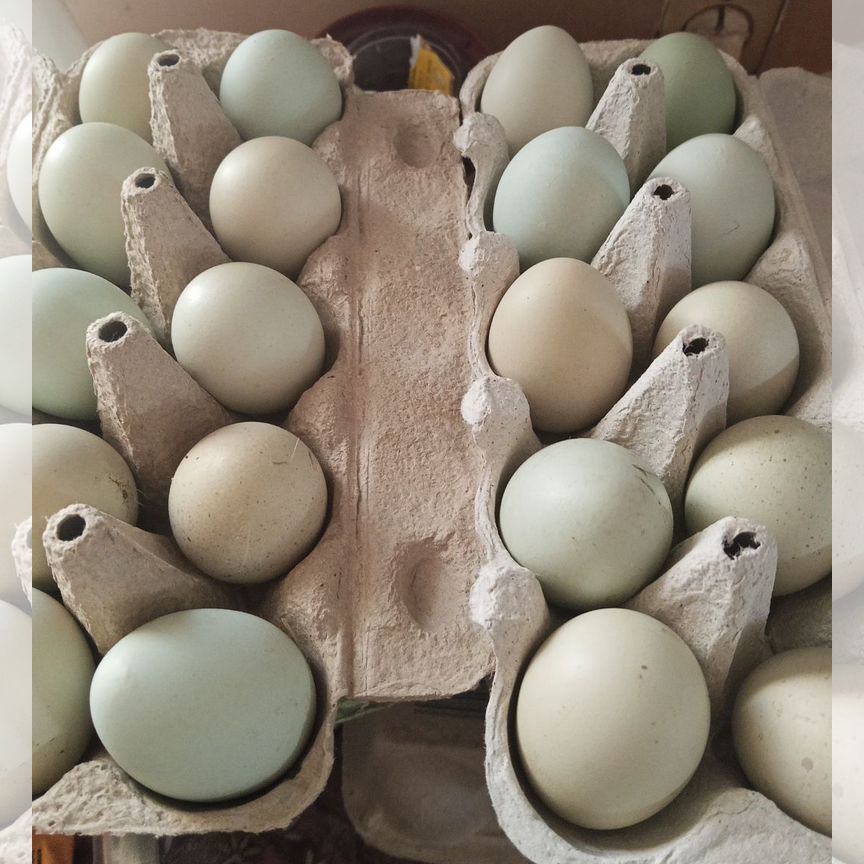 Продам на инкубацию яйца породы кур лакеданзи