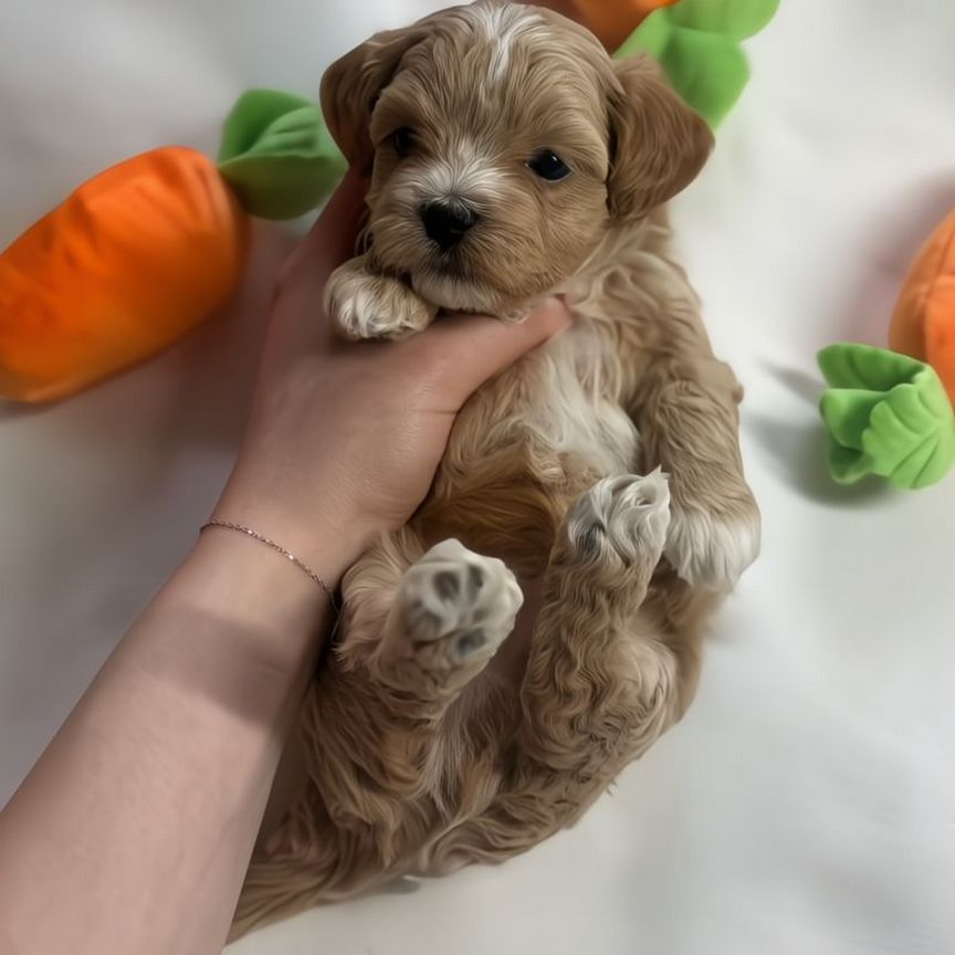 Мальтипу, щенок