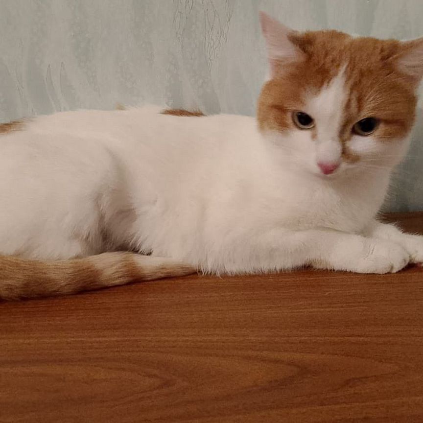 Кошка в деревню