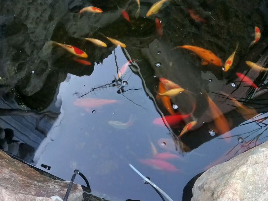 Карп кои, кометы