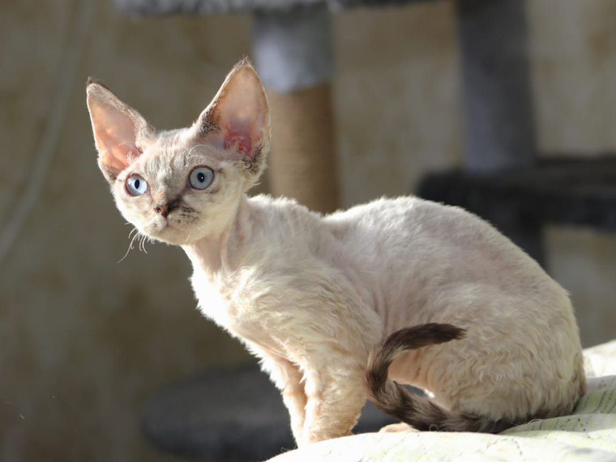 Шикарный минковый мальчик Девон-рекс