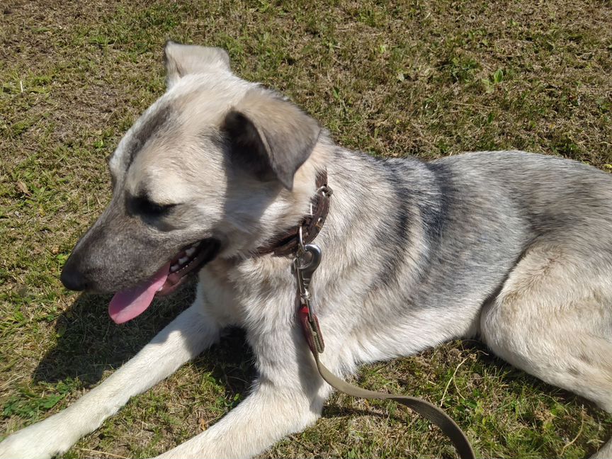 Собака хаска