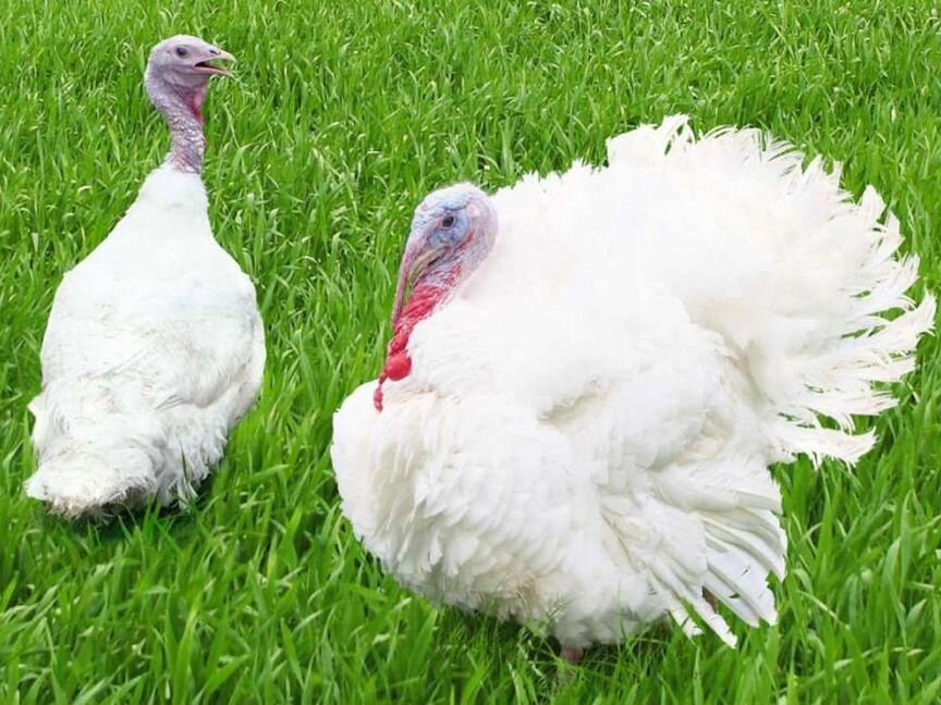 Индюшки, индюки на племя