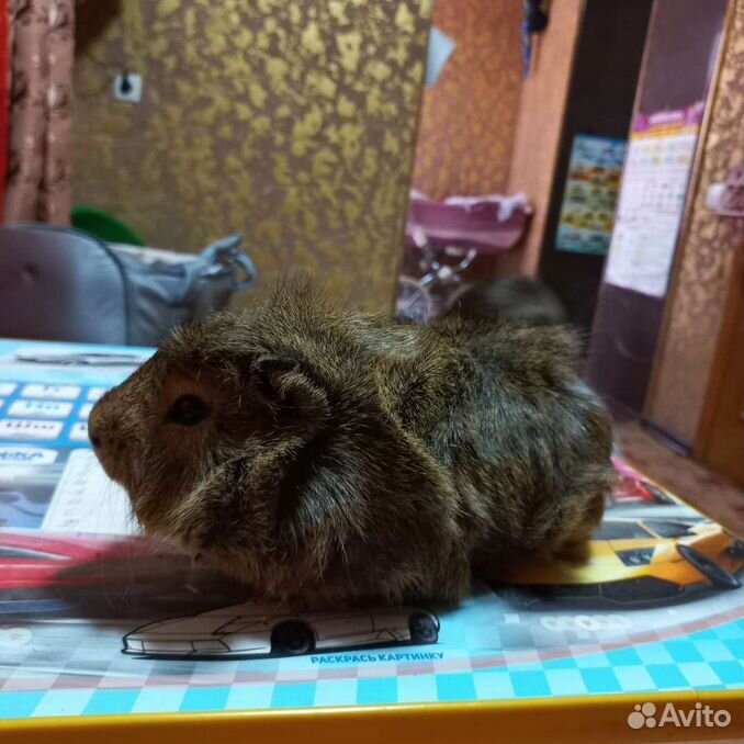 Морская свинка тедди