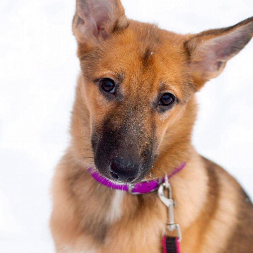 Щенок Персик