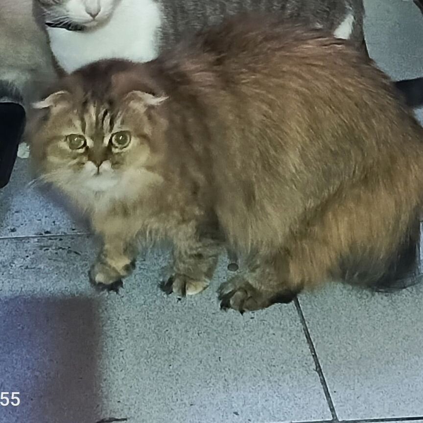 Кошки в добрые руки