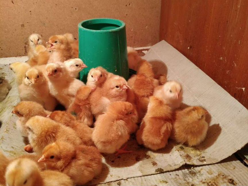 Цыплята бройлеры фокси чик