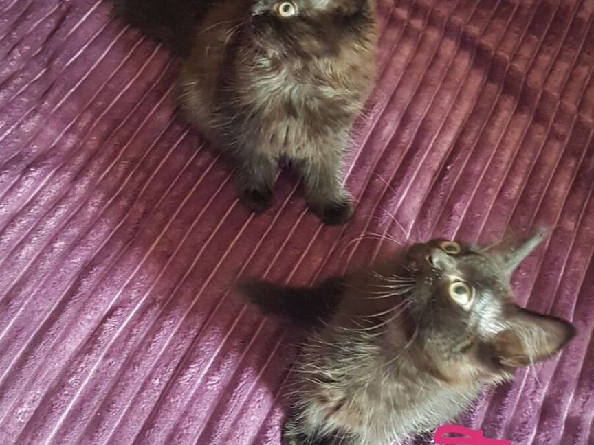 Малыши-крутыши