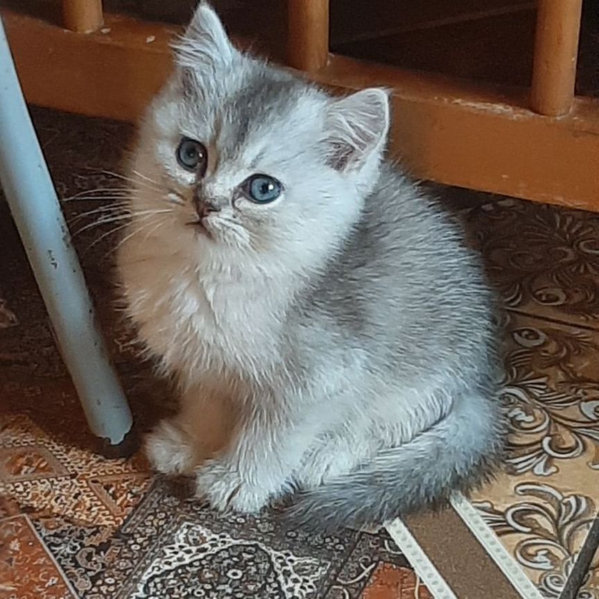 Котята