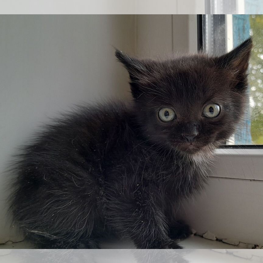 Котенок мальчик 3 шт